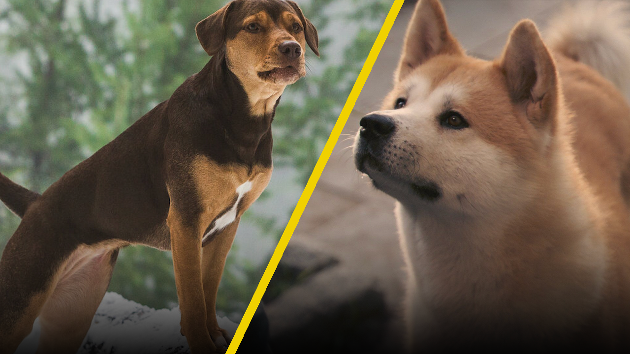Películas imperdibles hoy en Azteca 7: Si amas a los perros, no te ...