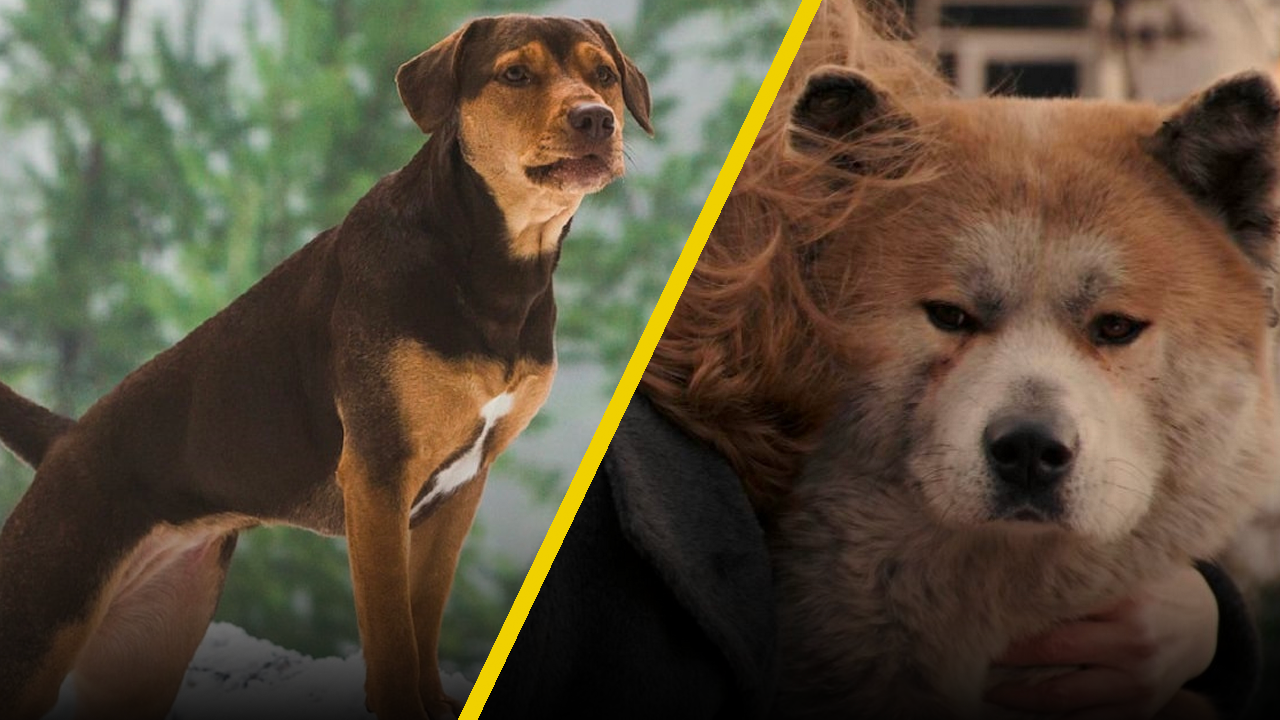 Hoy en TV: No debes ver estas 2 películas si amas a los perritos (te ...