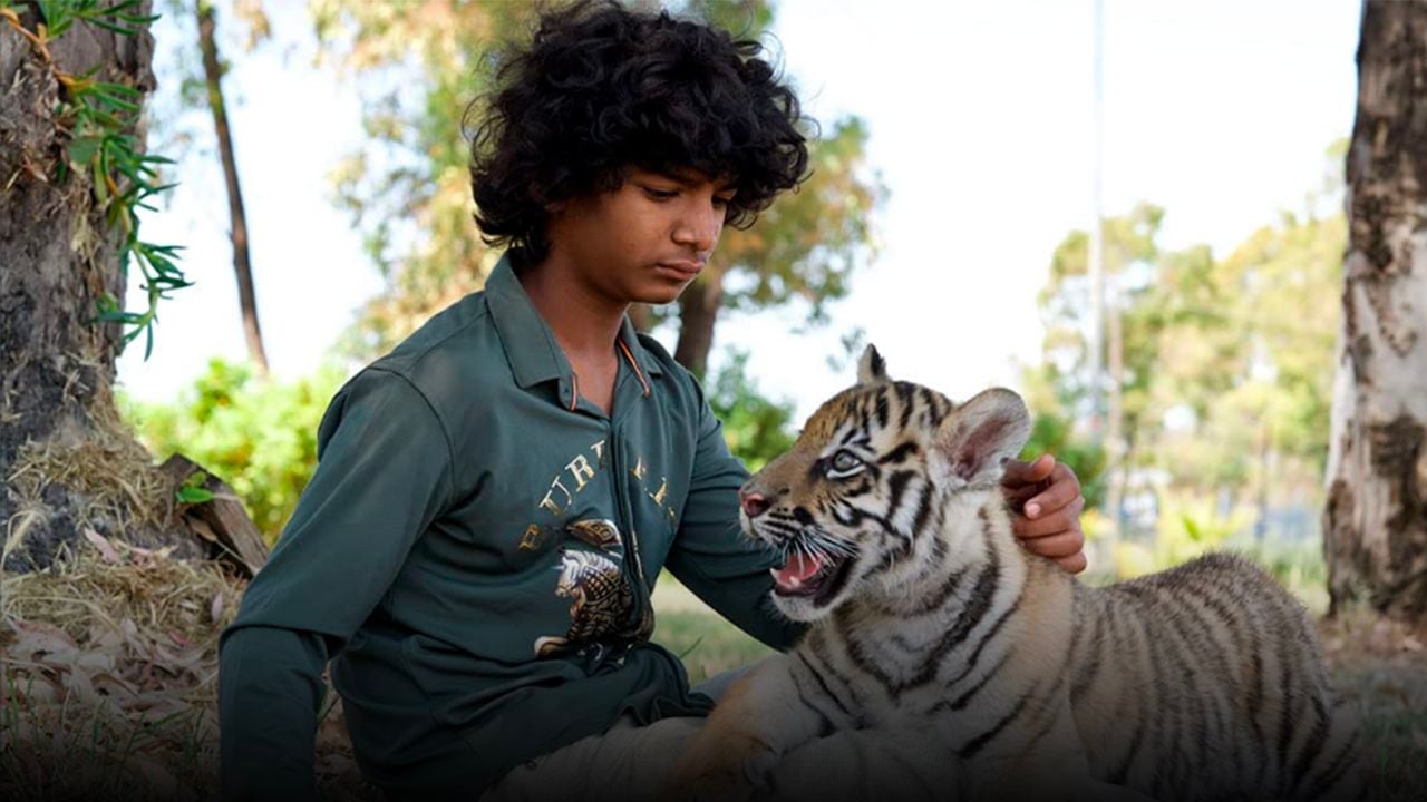 'El niño y el tigre': La asombrosa leyenda que inspiró la película con ...