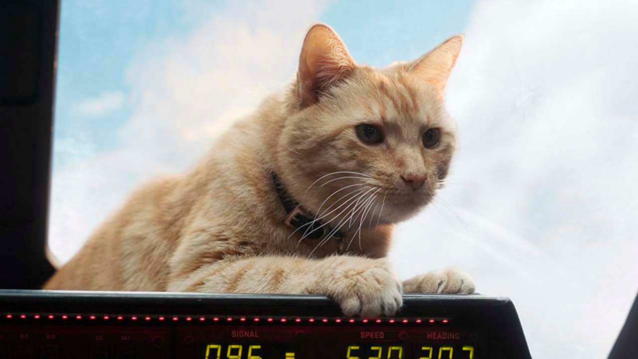 'Capitana Marvel': 10 secretos de Goose, el gato - SensaCine.com.mx