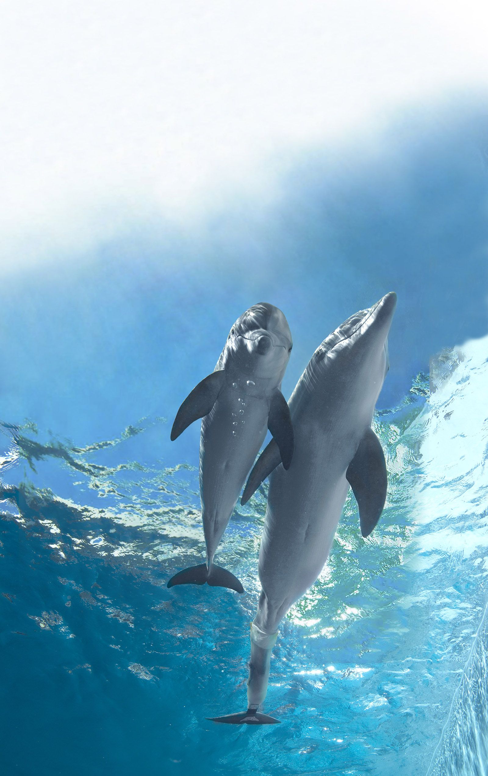 Foto de la película Winter - El delfín 2 - Foto 10 por un total de 47 ...