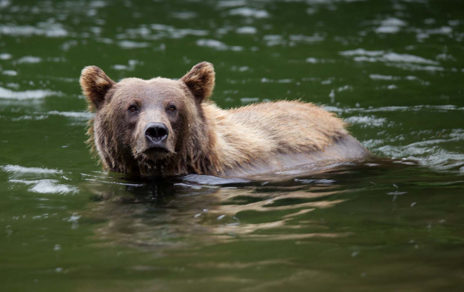Growing Up Animal : Growing Up Animal : Foto - Foto 5 sobre 23 ...