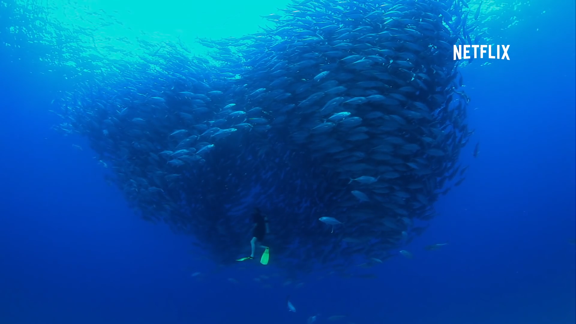 Trailer de la película Mission Blue - 'Mission Blue' - Tráiler oficial ...