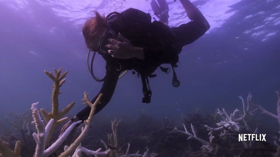 Trailer de la película Chasing Coral - 'Chasing Coral'- Tráiler oficial ...