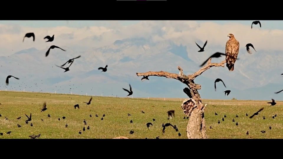 Trailer de la película Iberia, naturaleza infinita - 'Iberia, naturaleza infinita' - Tráiler ...